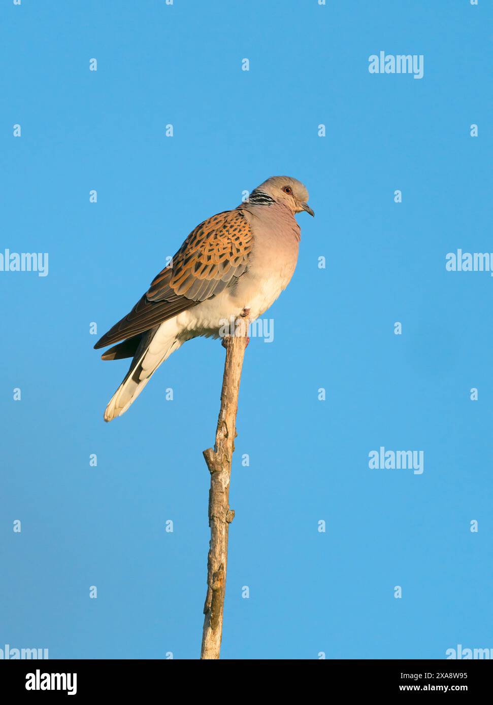 turtle dove (Streptopelia turtur), male sitting on a stick, Netherlands ...