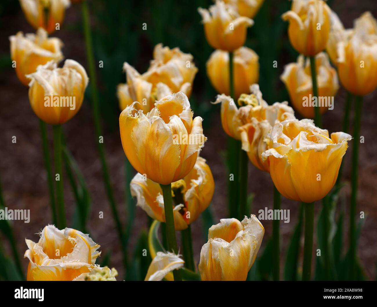 Closeup of the yellow and white flamed flowers of the spring flowering ...