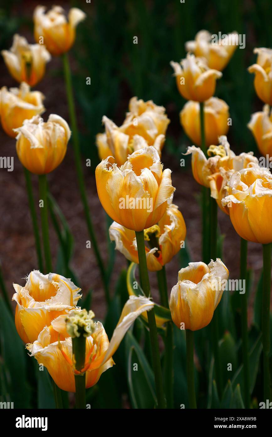 Closeup of the yellow and white flamed flowers of the spring flowering ...