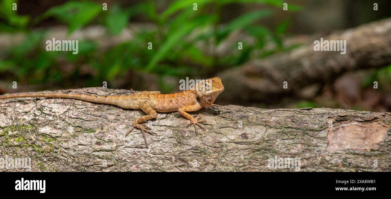 small scale forest lizard ( common Lizard Stock Photo - Alamy