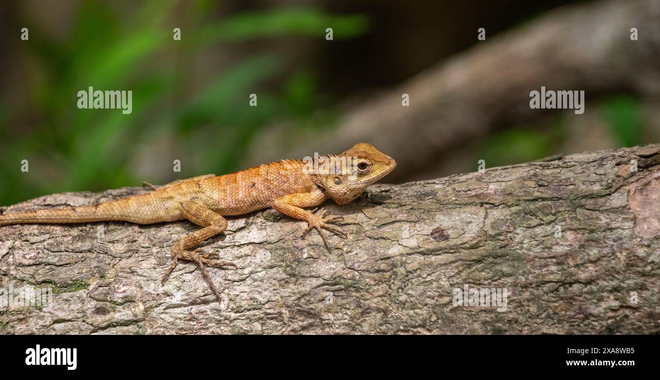 Grey orange lizard in hi-res stock photography and images - Alamy