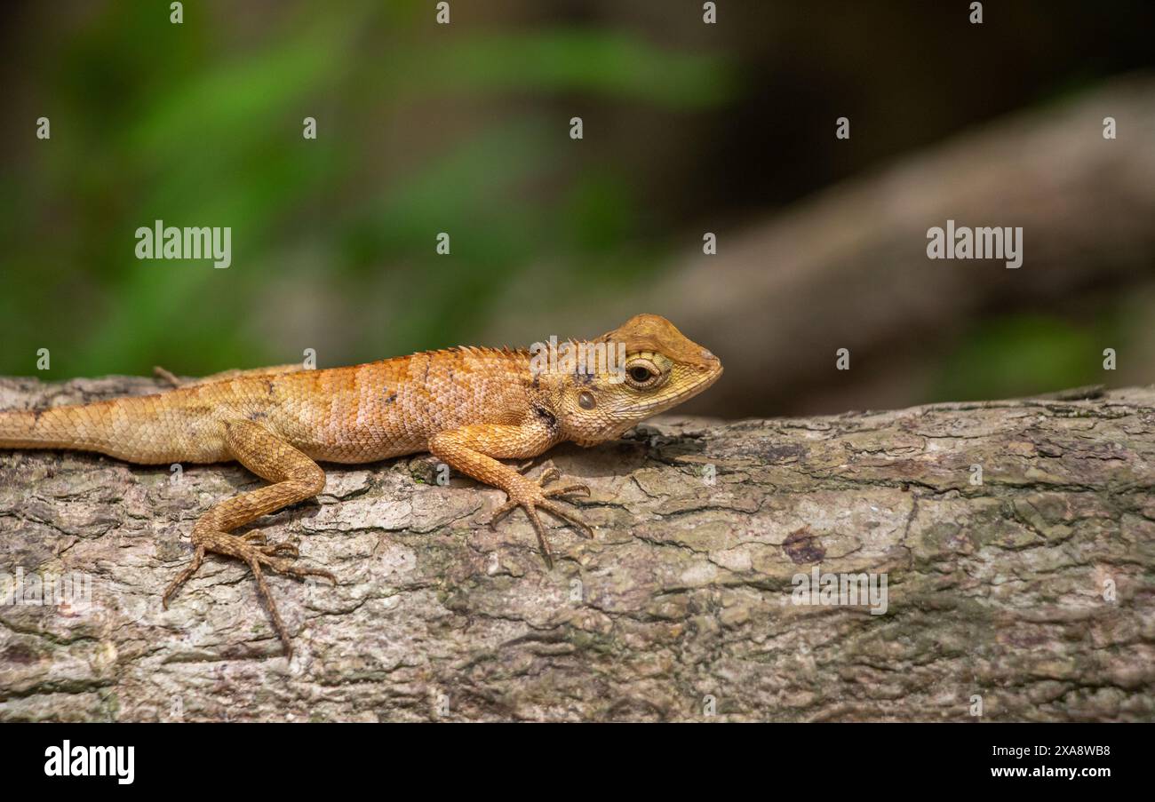 small scale forest lizard ( common Lizard Stock Photo - Alamy