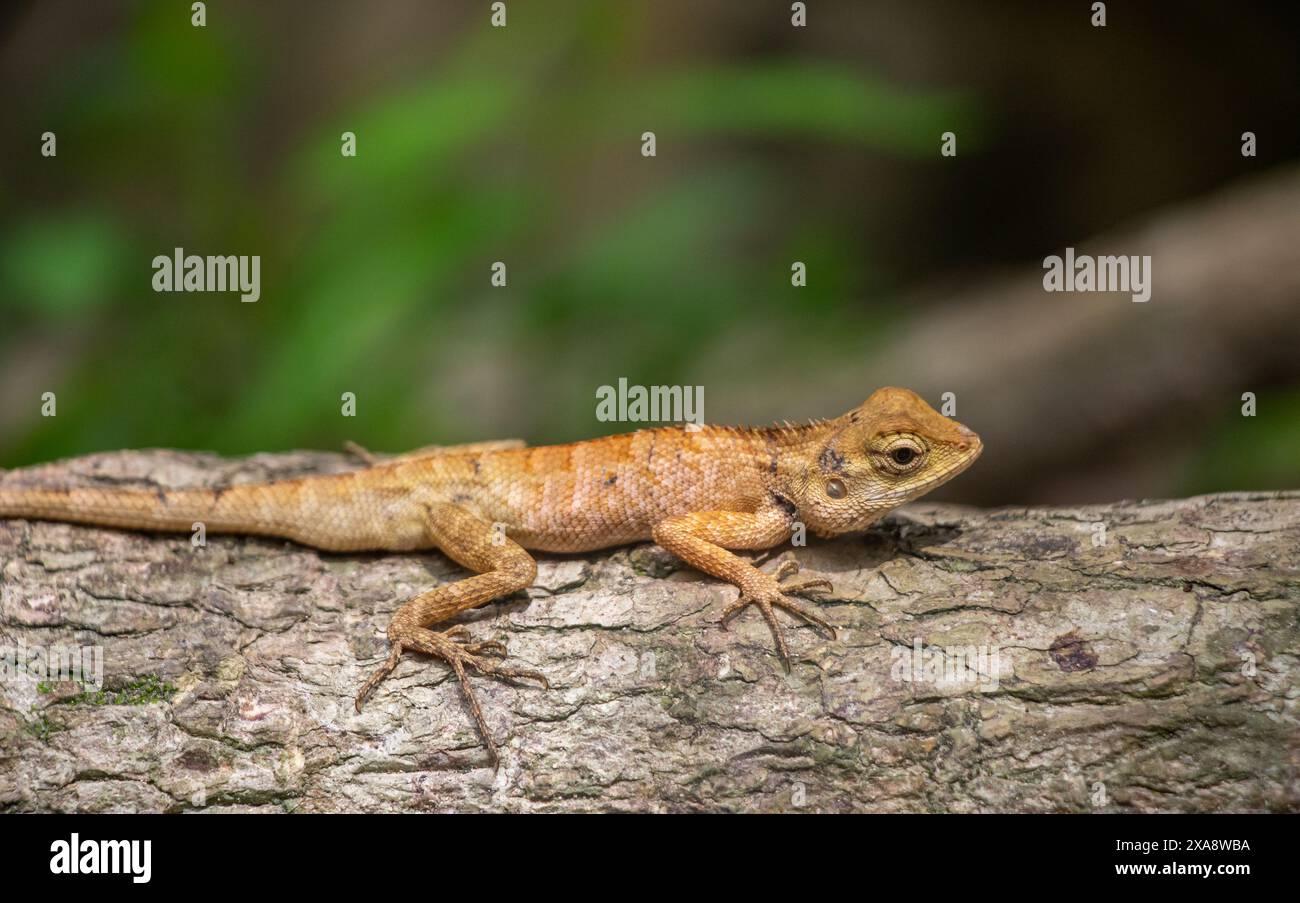 small scale forest lizard ( common Lizard Stock Photo - Alamy