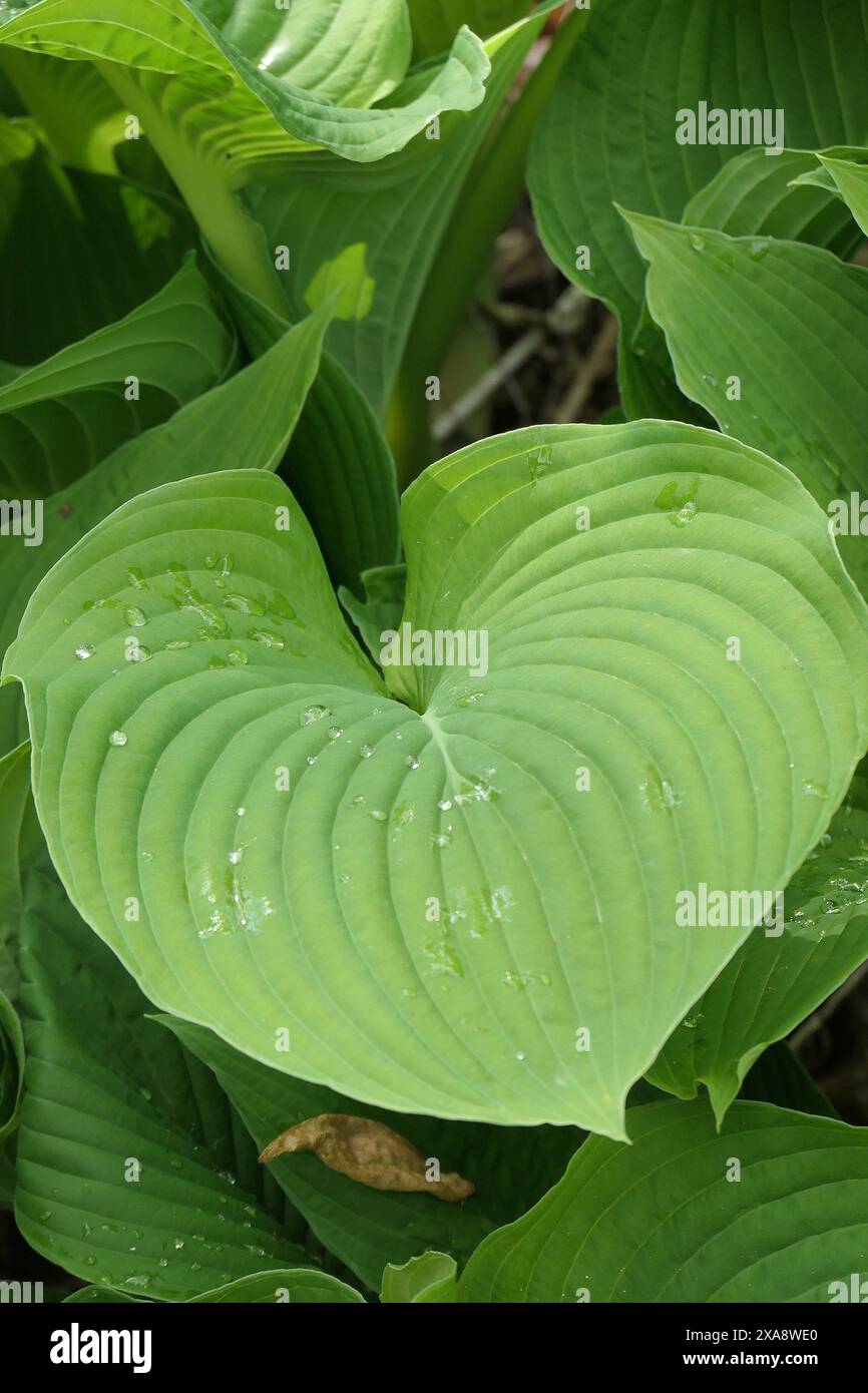Closeup of large green leaves of the herbaceous perennial groundcover ...