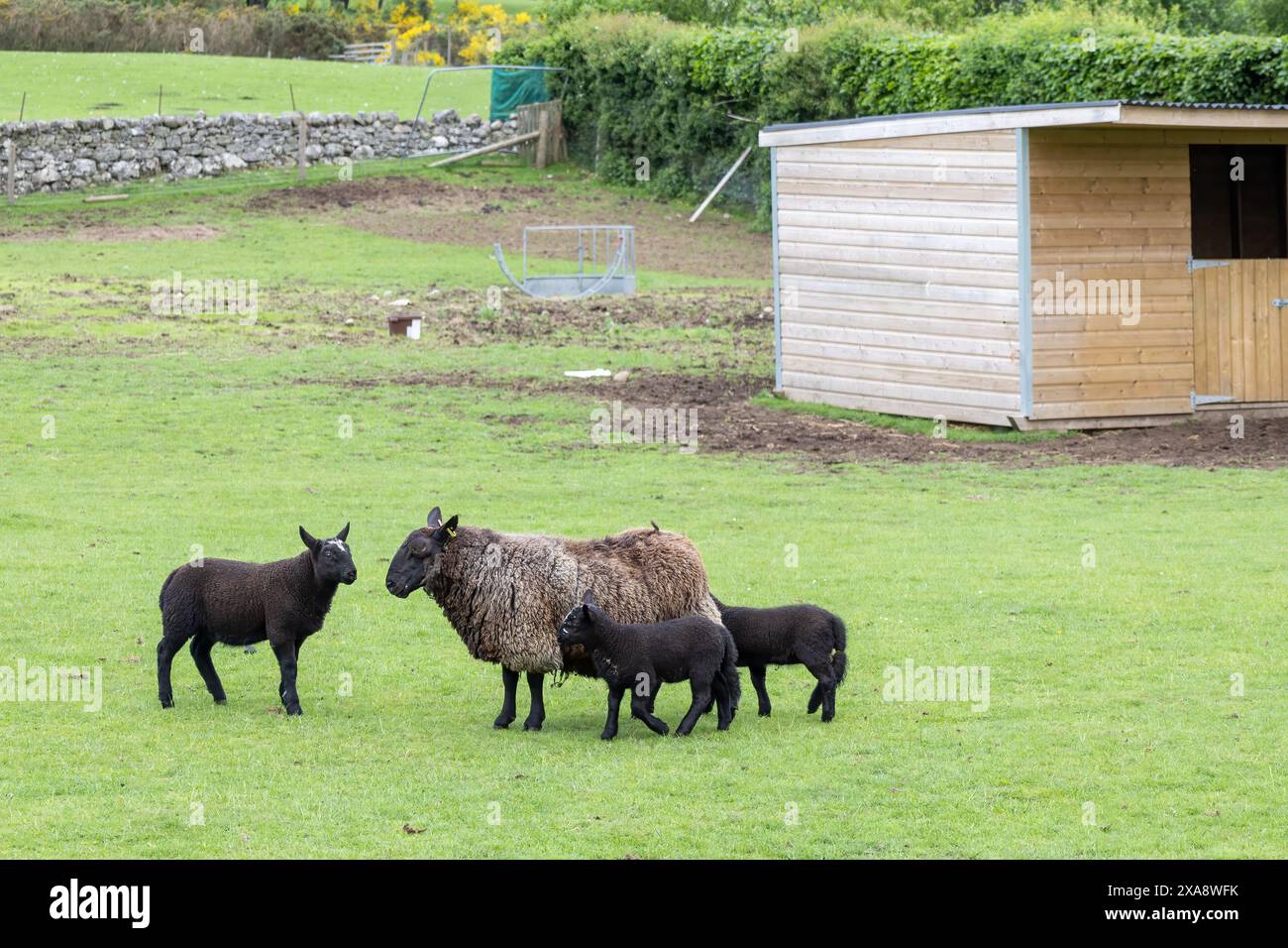 KINLOCH RANNOCH, PERTHSHIRE, SCOTLAND, UK, MAY 25. Ewe and her lambs on ...