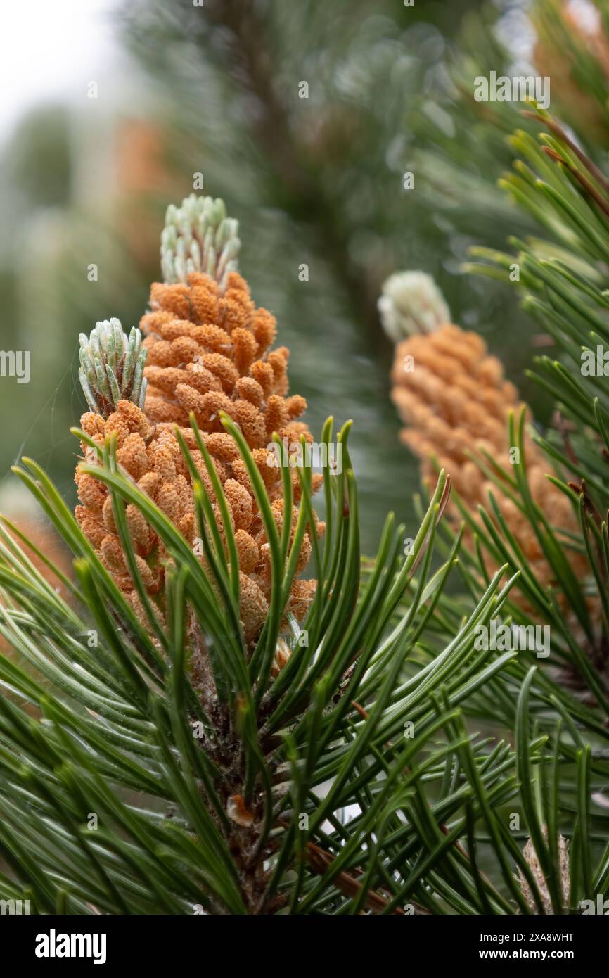 Dwarf Mountain Pine Tree, Pinus Mugo Turra, sprouting new pine cones ...
