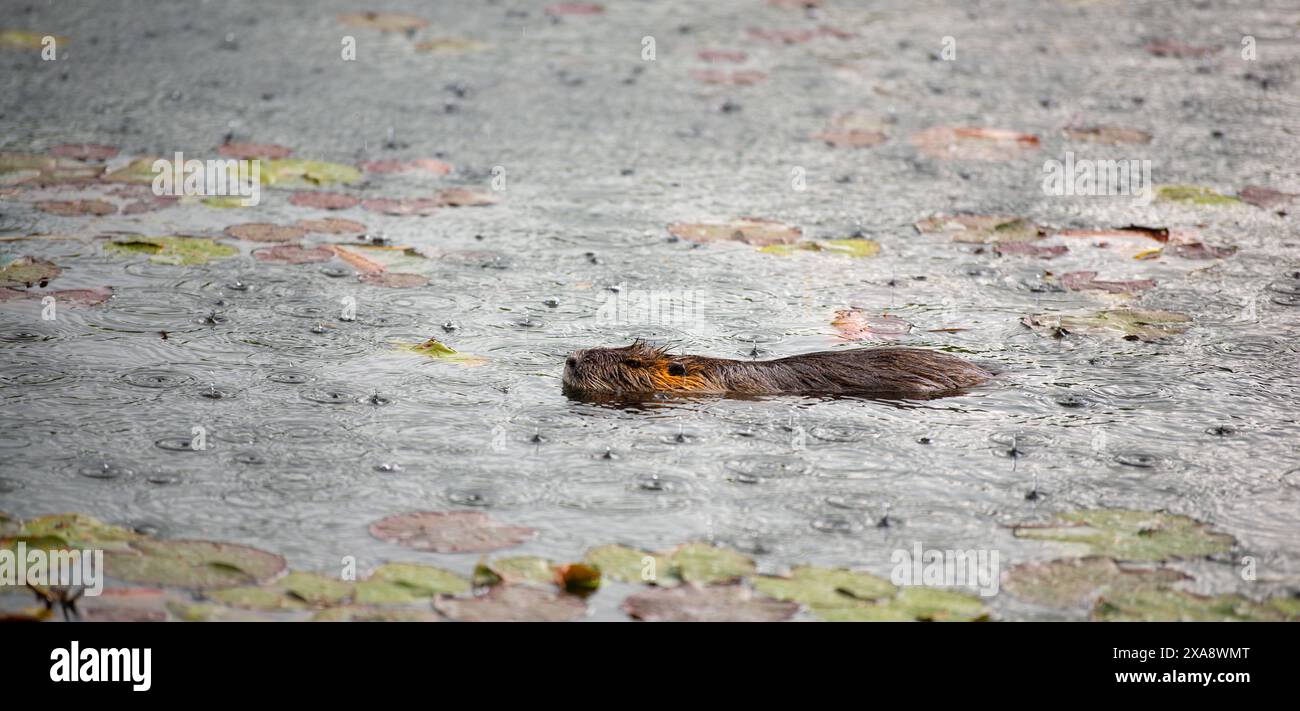Nutria, coypu herbivorous, semiaquatic rodent family Myocastoridae ...