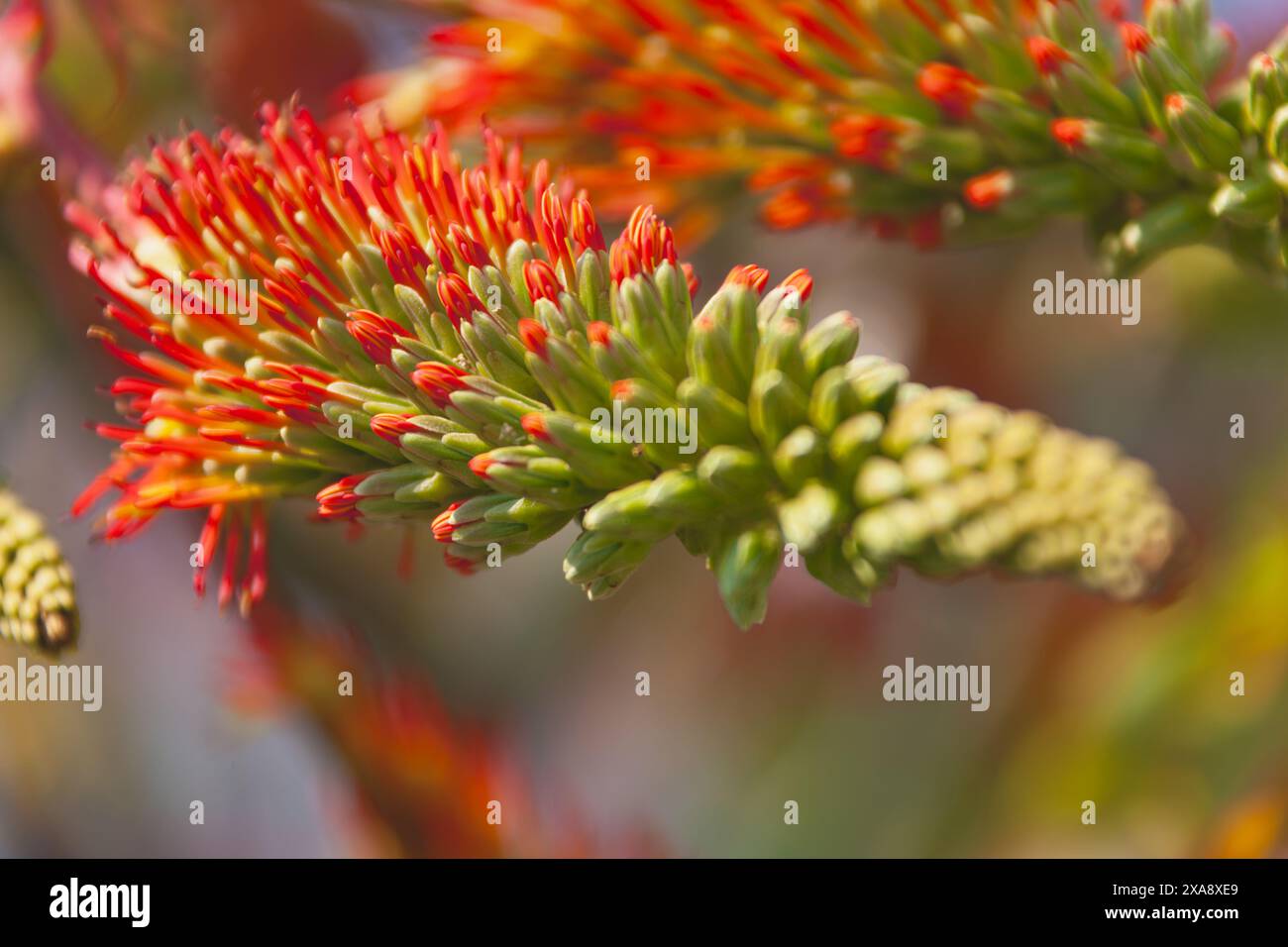 Flamenco Red Hot Poker Plant or torch lily. South African native ...
