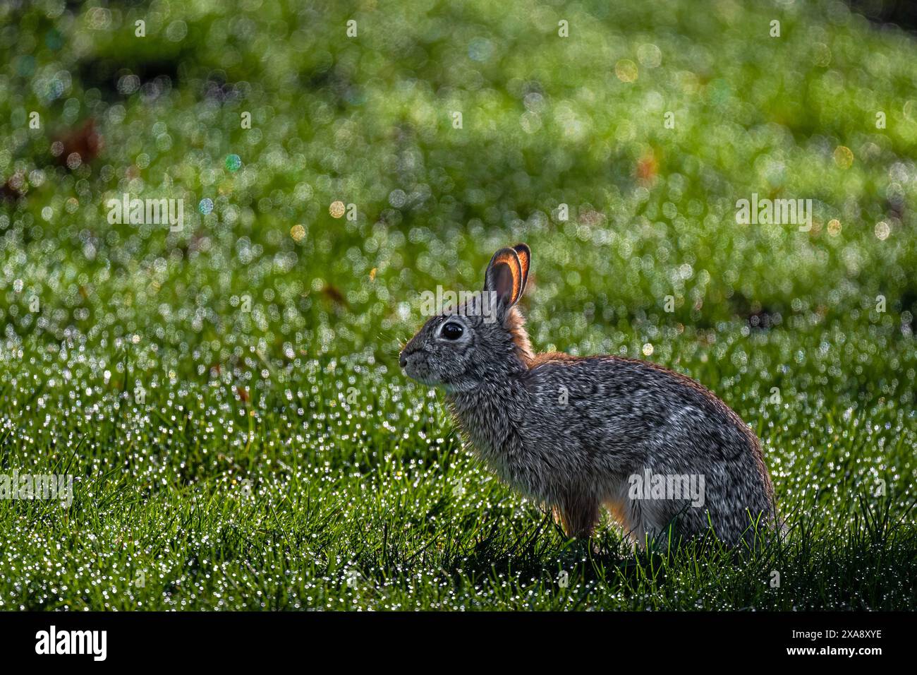 A Rabbit in the Early Morning in Spring on Dew-covered Lawn Stock Photo ...