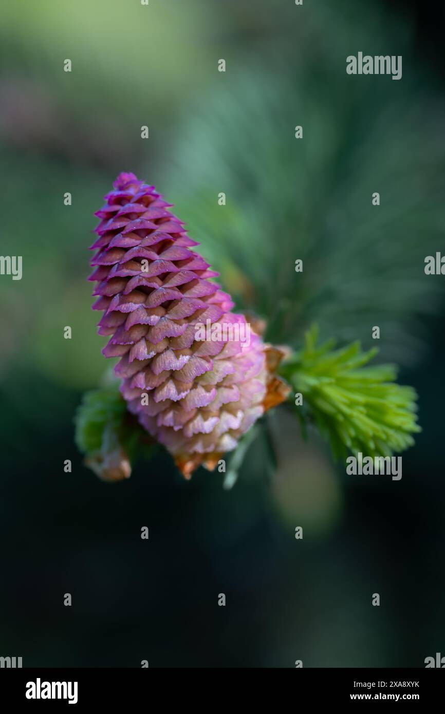 Pine tree pollen female cone hi-res stock photography and images - Alamy