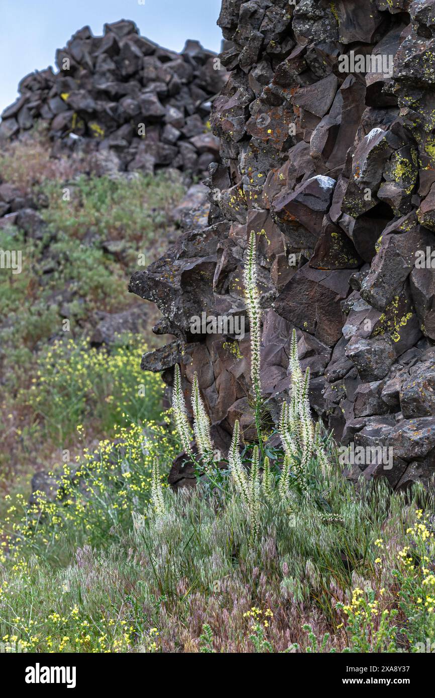 Culver root veronicastrum virginicum hi-res stock photography and ...
