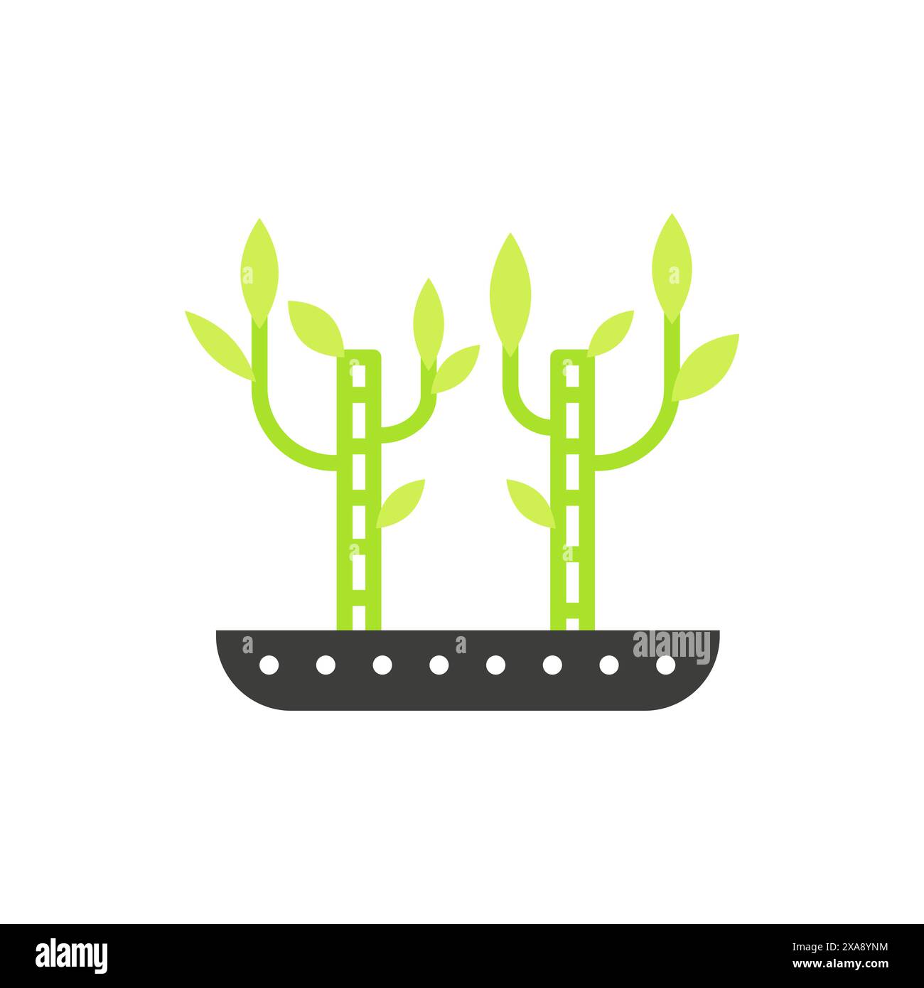 Growth of young tree sprouts, two plant in pot, black and green line ...