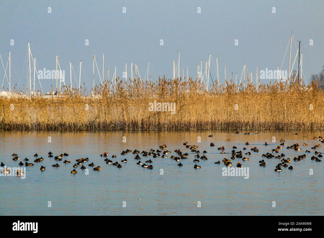 Diving ducks and reed bed next to a Marina, Neuchâtel lake in ...