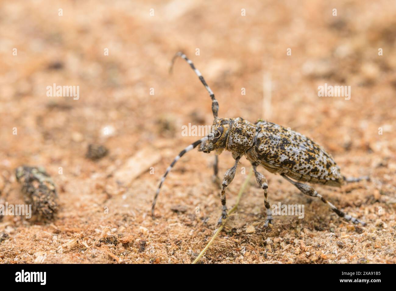 A small longhorn beetle (Aegomorphus clavipes) sitting on a piece of ...