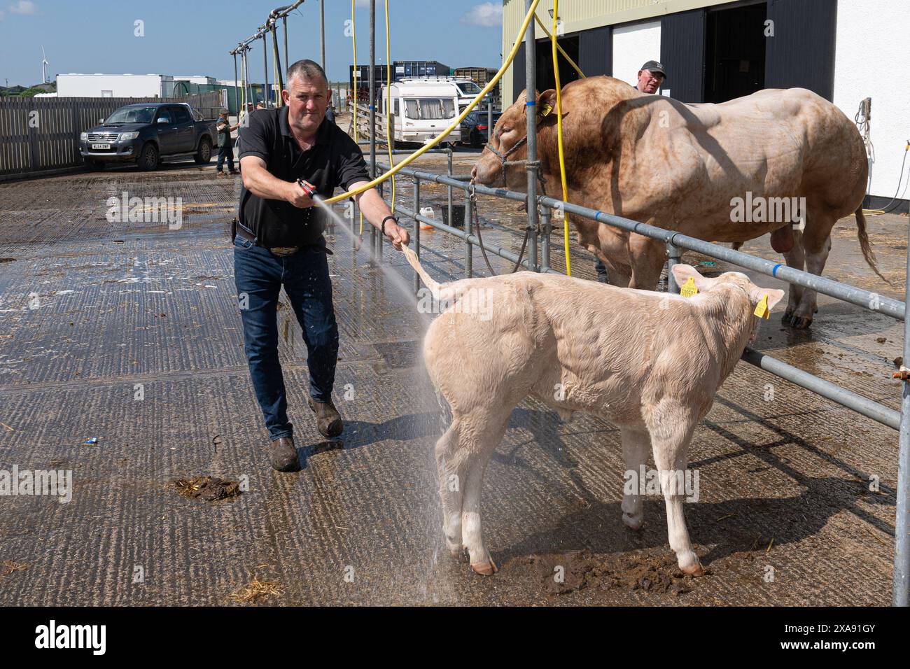Wadebridge, Cornwall, UK. 5th June 2024. Royal Cornwall Show. Livestock ...