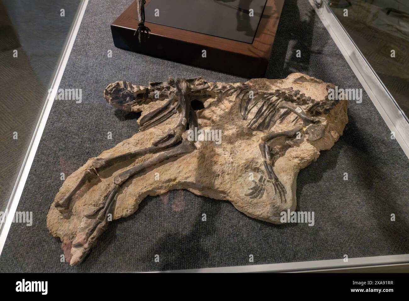 Nanosaurus hi-res stock photography and images - Alamy