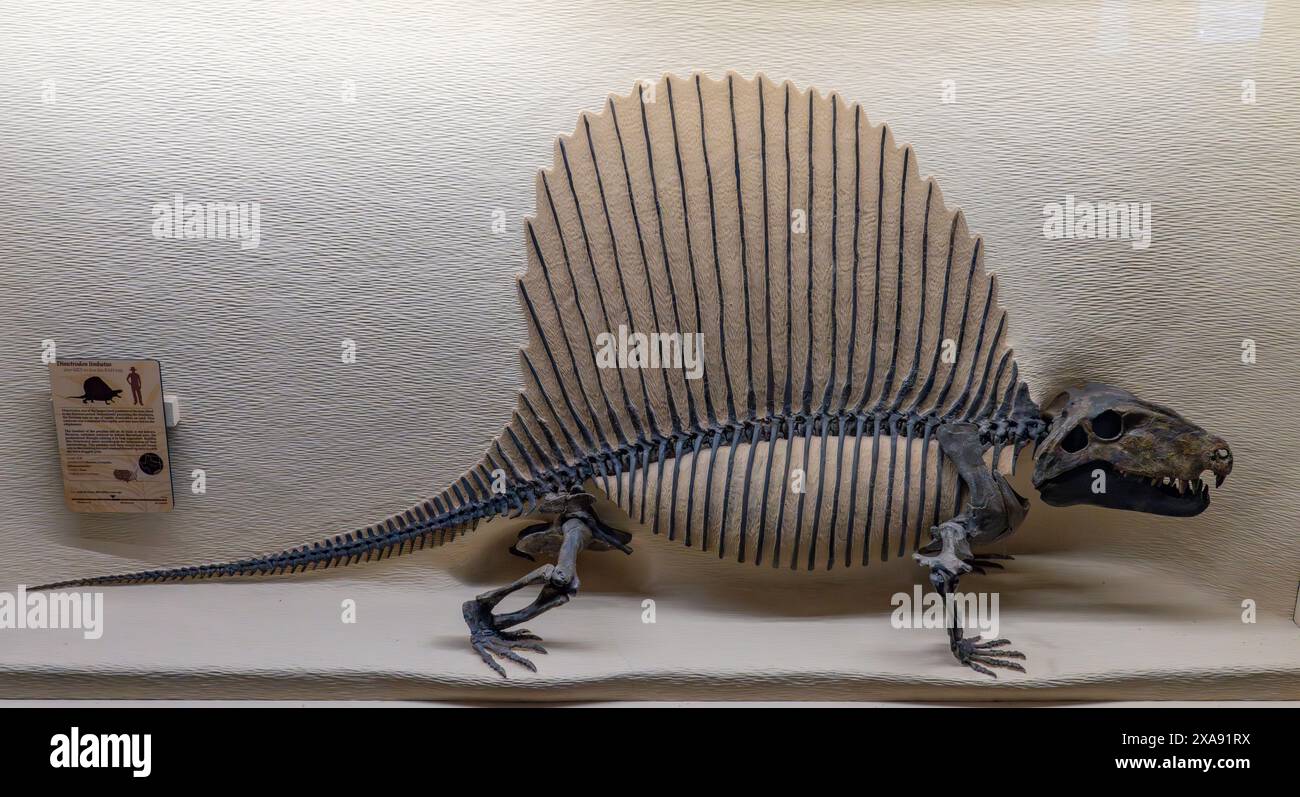 Fossilized skeleton of Dimetrodon limbatus, a sail-backed synapsid, in ...