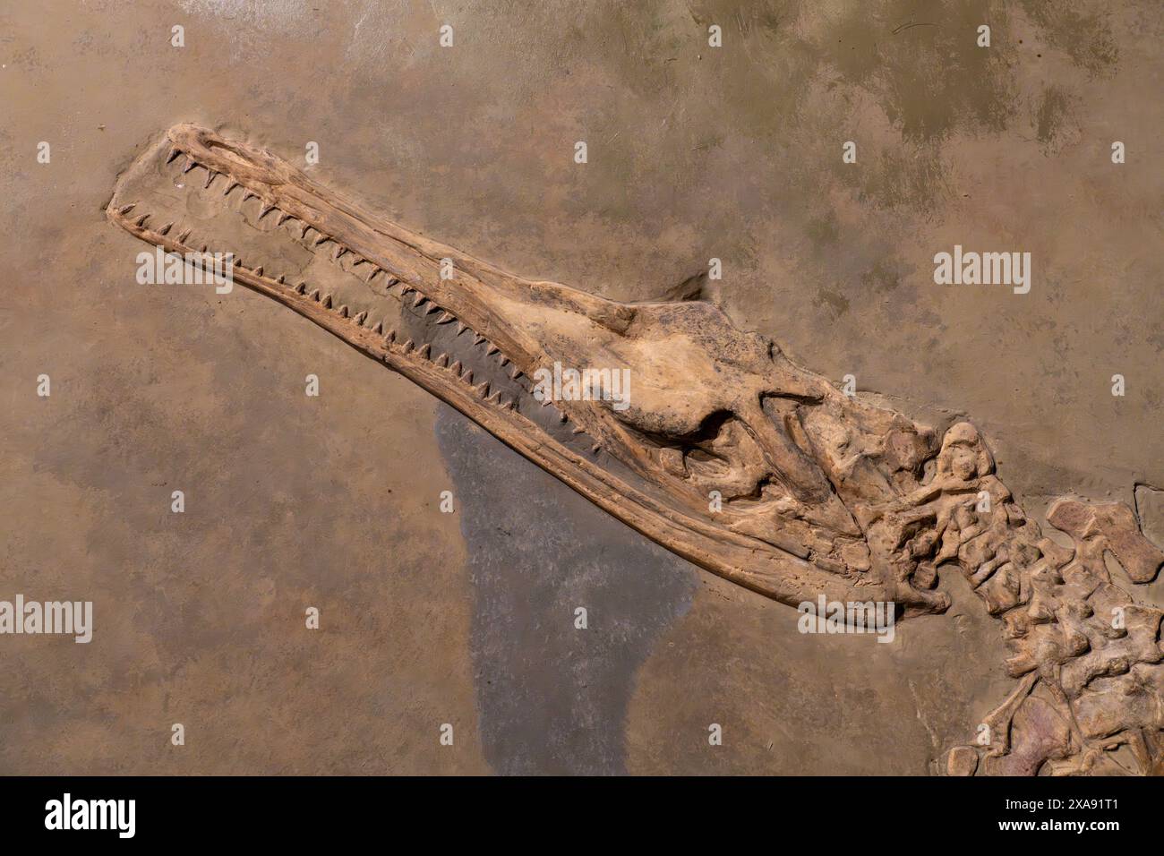 Geosaurus suevicus hi-res stock photography and images - Alamy