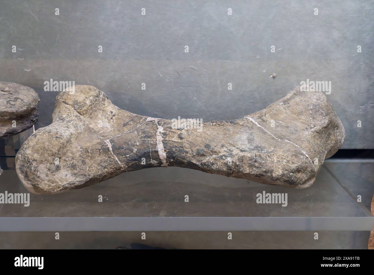 Femur of Ischigualastia jenseni, a dicynodont therapsid from the late ...