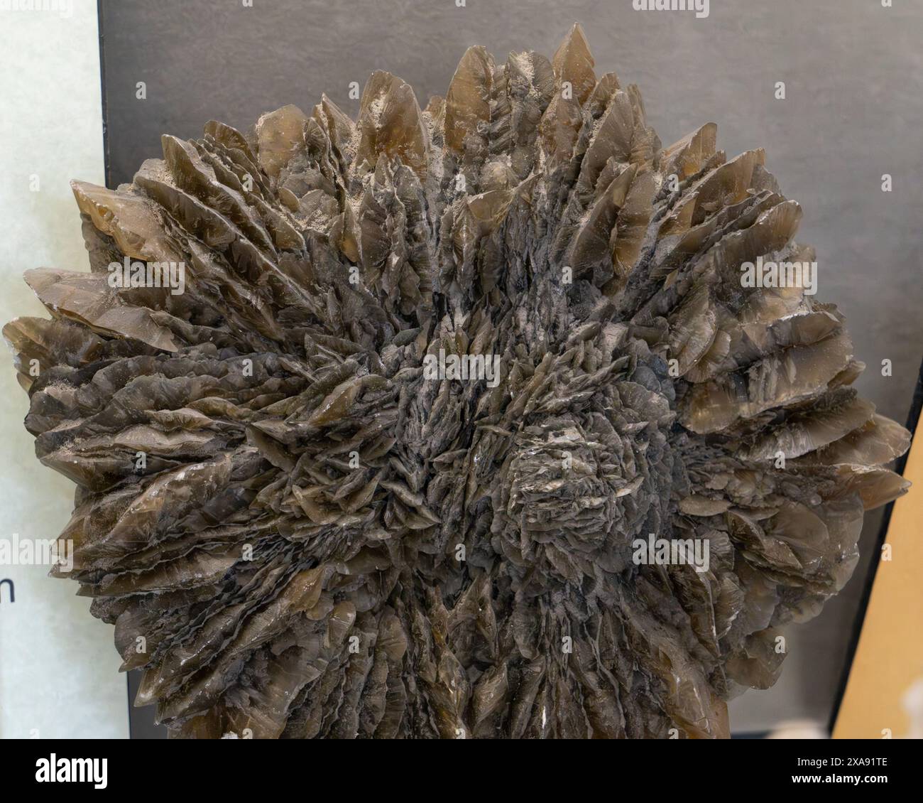 A gypsum rose specimen in the Museum of Paleolontolgy at Brigham Young ...