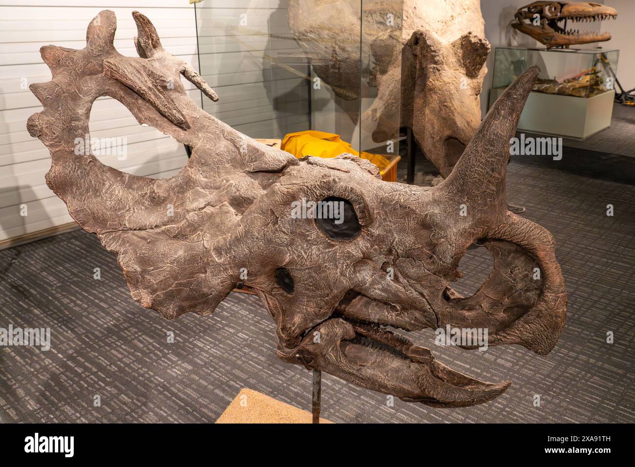 Skull cast of Triceratops horridus, a ceratopian dinosaur, in the BYU ...