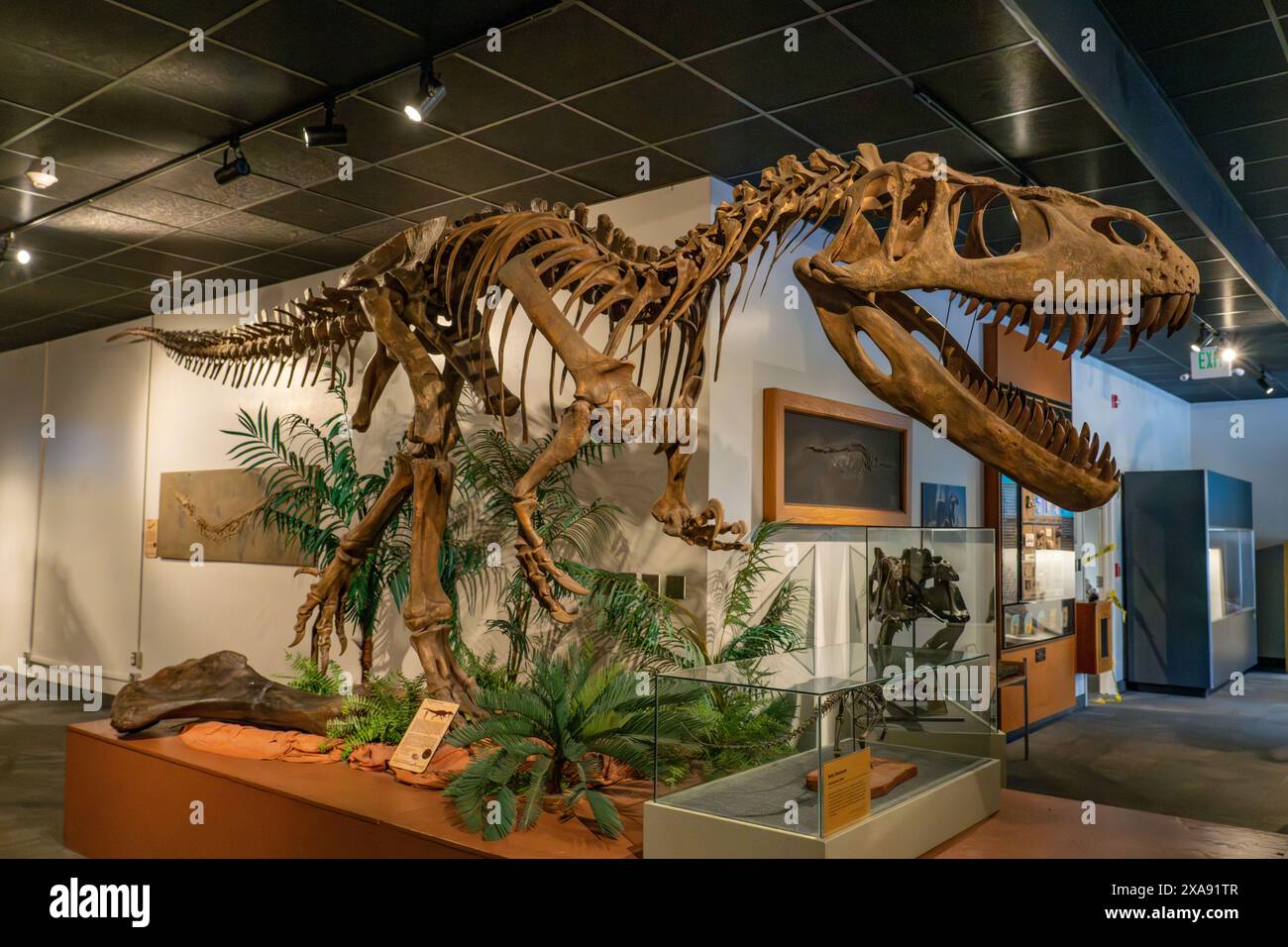 Skeleton cast of Torvosaurus tanneri, a carnivore from the Jurassic ...