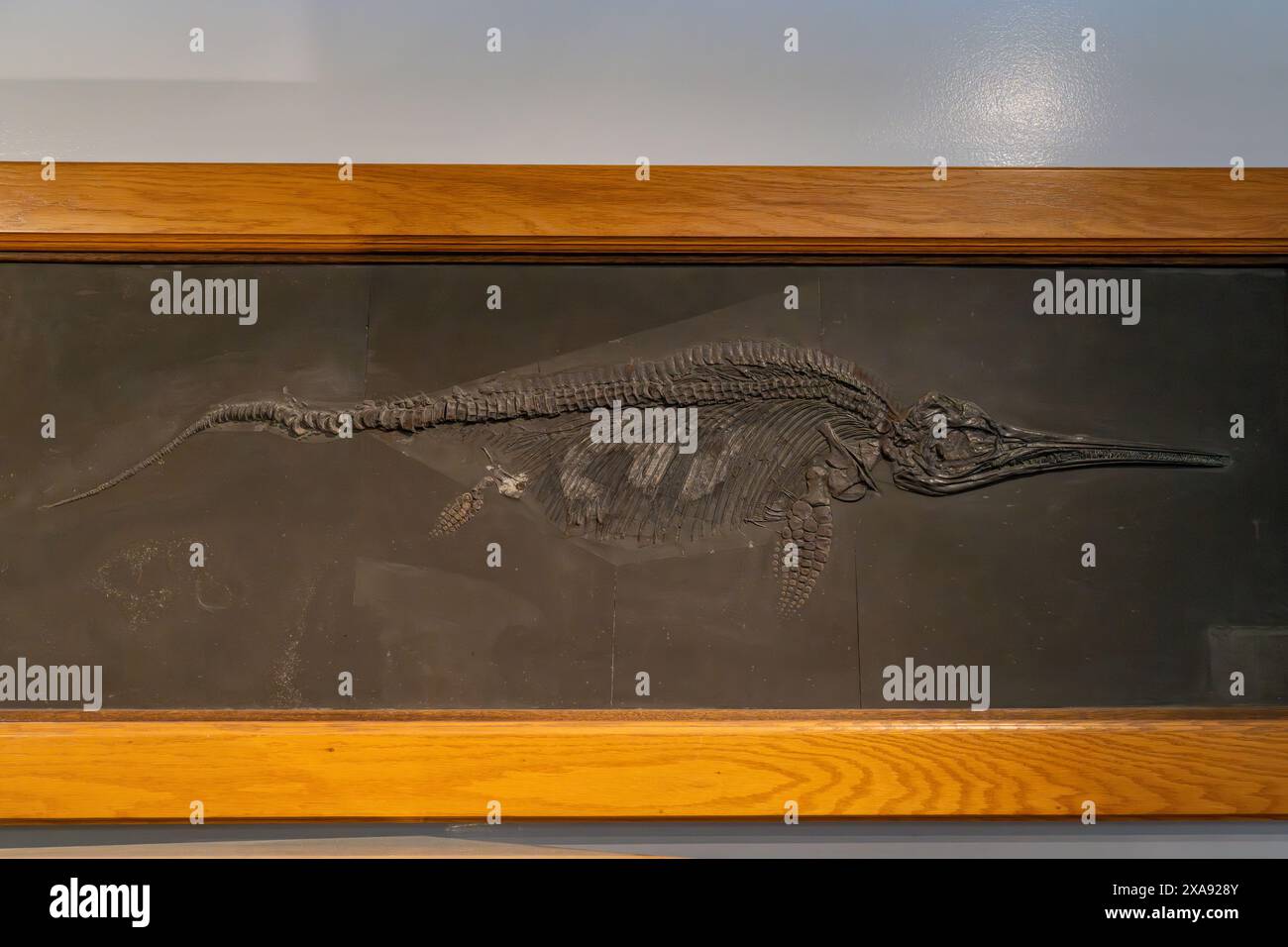 Cast of a fossilized ichthyosaur in the BYU Museum of Paleontology on ...