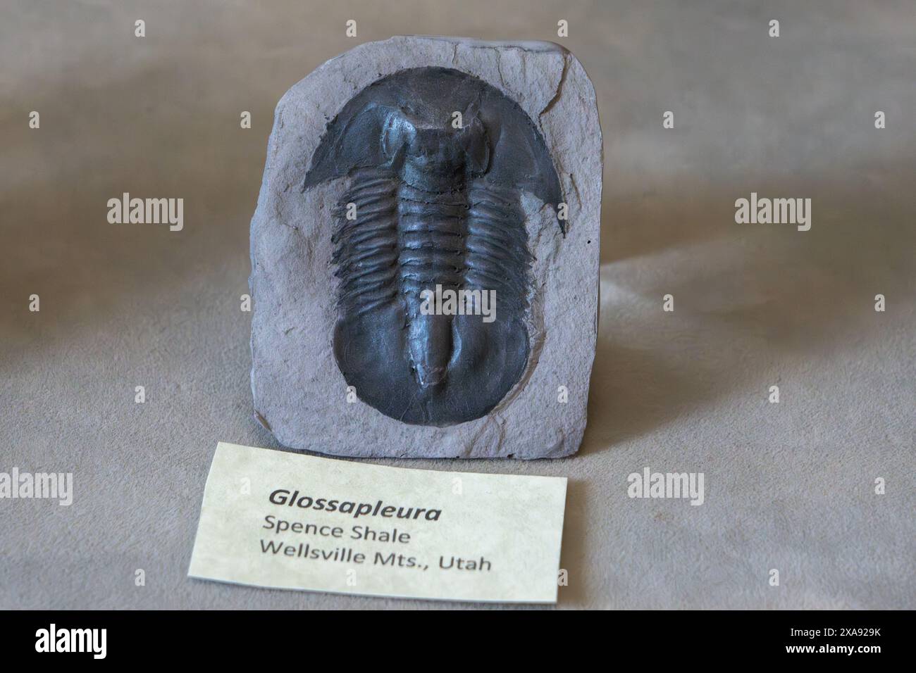 Fossilized Glossapleura trilobyte in the BYU Paleontology Museum in ...