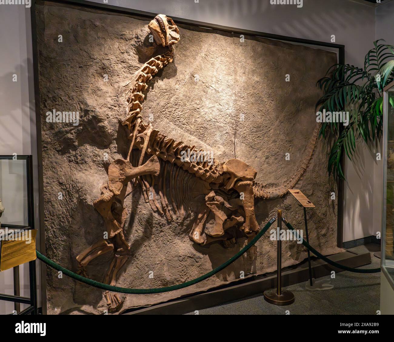 Skeleton of Camarasaurus lentus, from the Jurassic Period, in the BYU ...