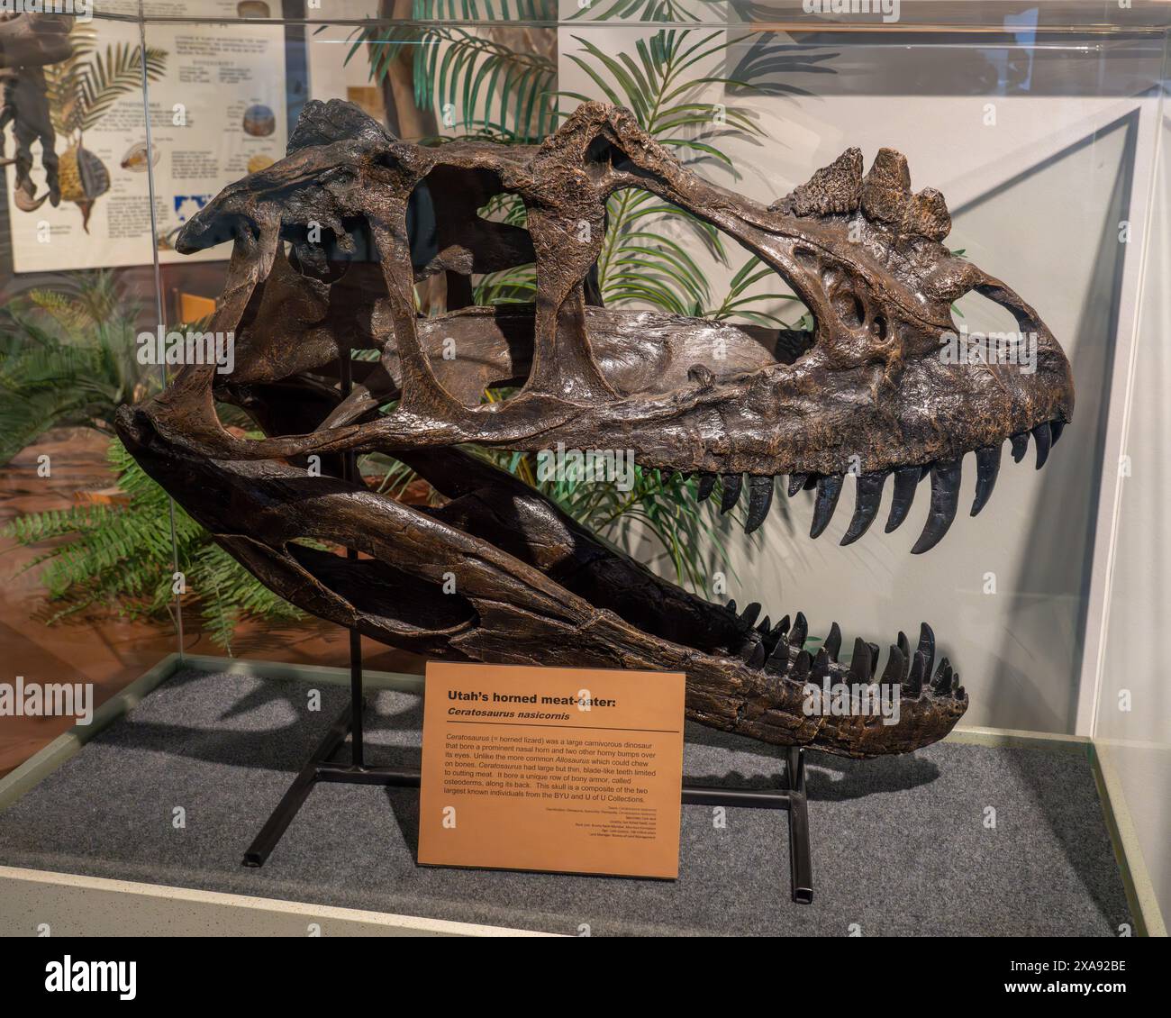 Skull of Ceratosaurus nasicornis, a carnivorous dinosaur from the ...