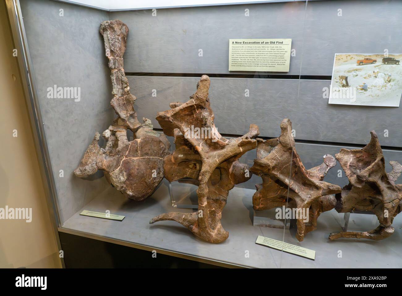 Apatosaurus excelsus sauropod bones in the BYU Paleontology Museum in ...