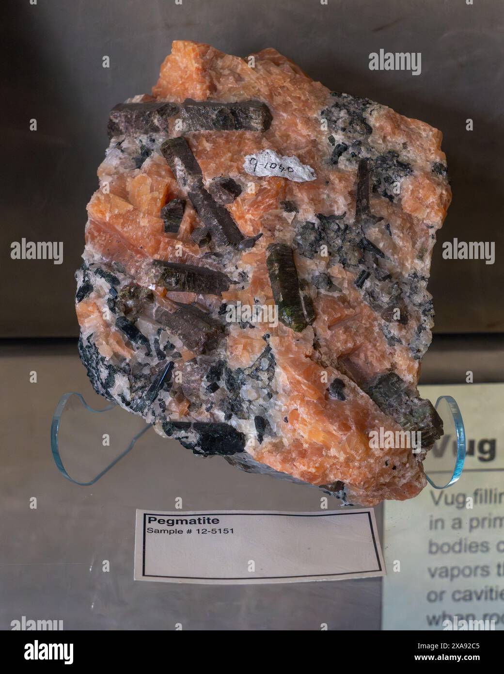 A specimen of Pegmatite in the Museum of Paleolontolgy at Brigham Young ...