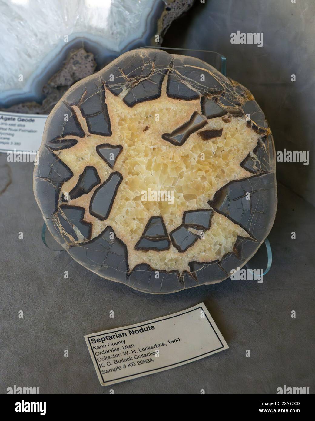 A specimen of Septarian nodule in the Museum of Paleolontolgy at ...
