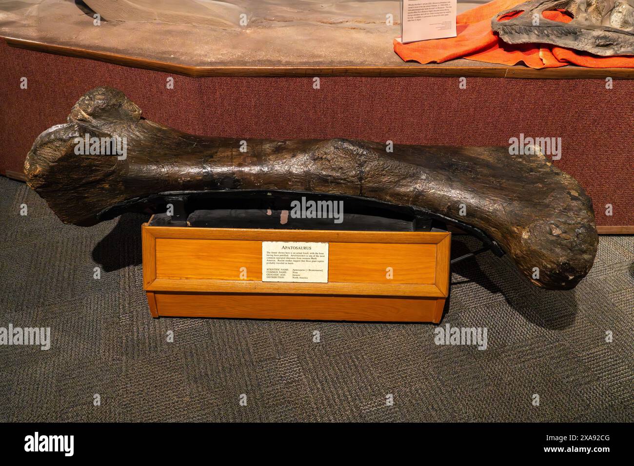 Femur bone of an Apatosaurus dinosaur from the Jurassic Period in the ...