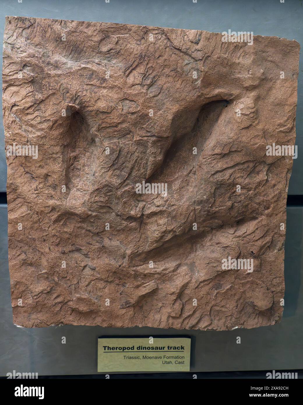 Therapod footprint hi-res stock photography and images - Alamy