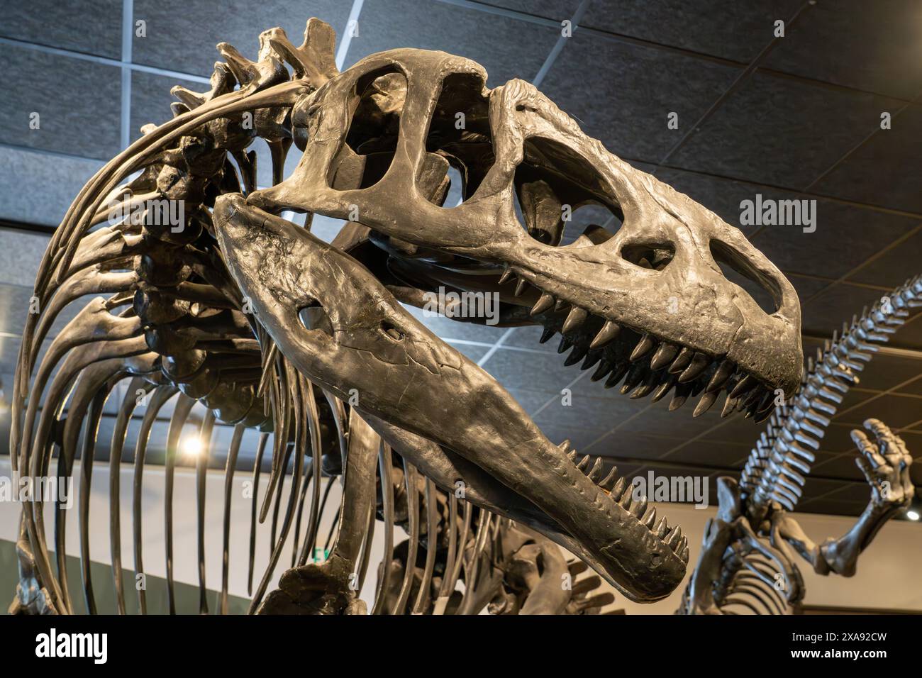 Skull of Allosaurus fragilis from the Jurassic Period in the BYU ...