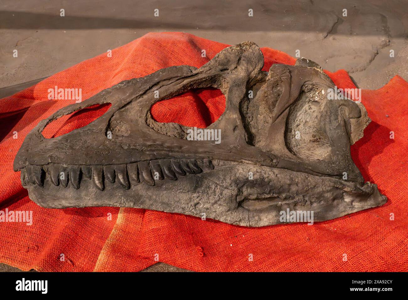 Skull cast of Allosaurus jimmadseni from the Jurassic Period in the BYU ...