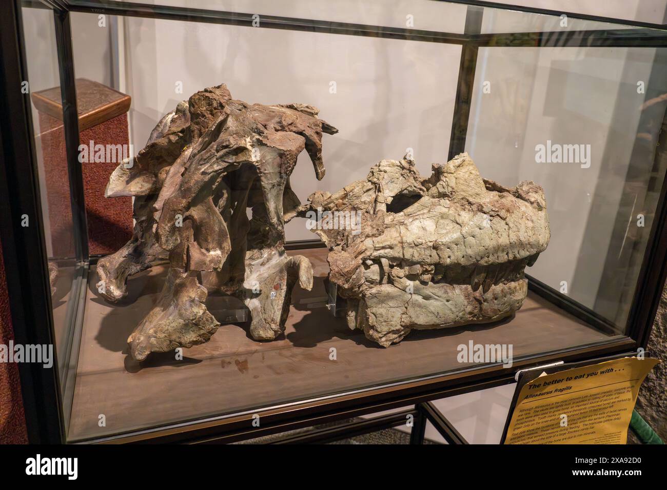 Skull of Allosaurus fragilis from the Jurassic Period in the BYU ...