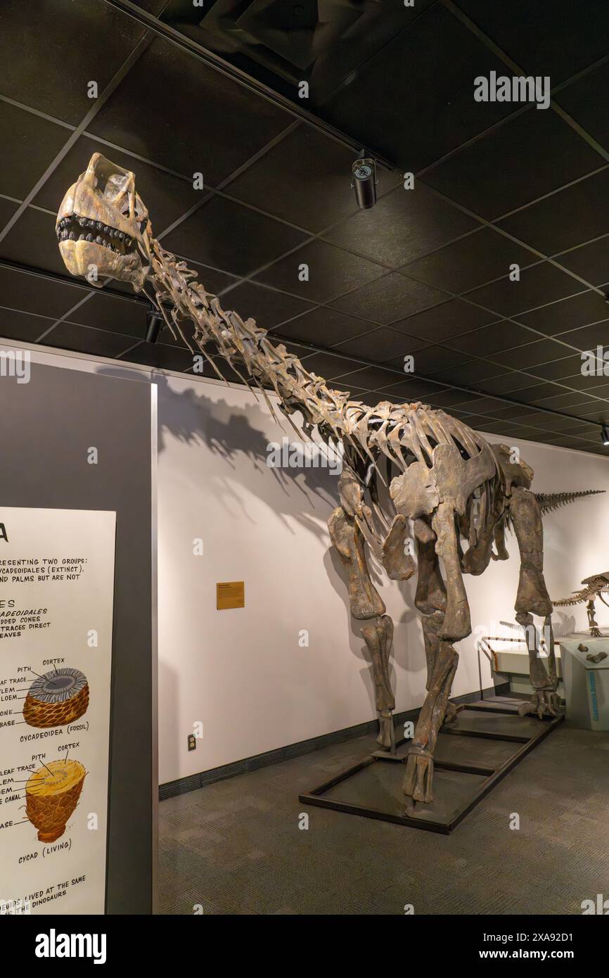 Plant eating sauropod hi-res stock photography and images - Alamy