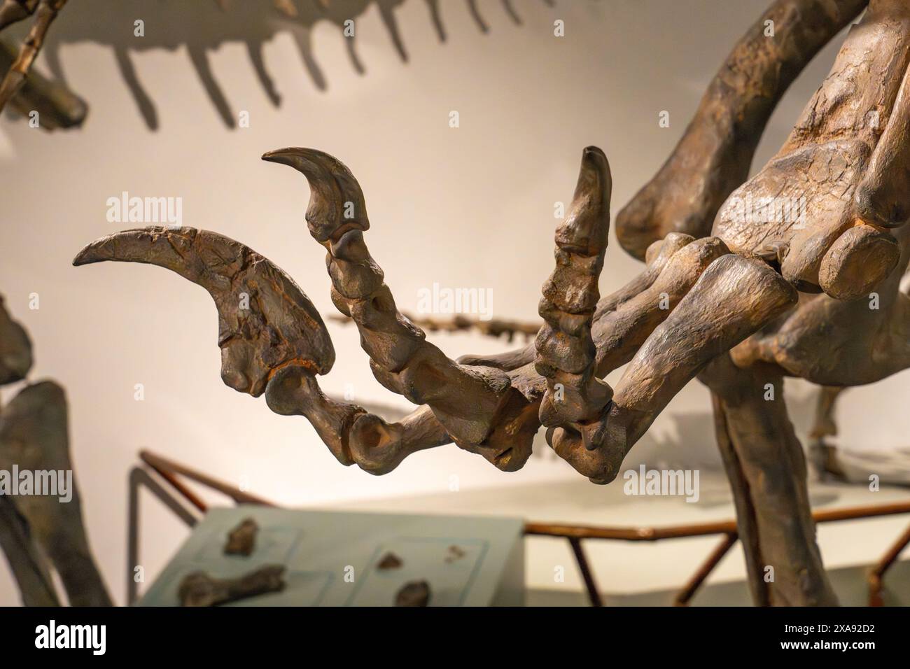 Foot claw of Utahraptor ostrommaysi, the largest of the raptors of the ...