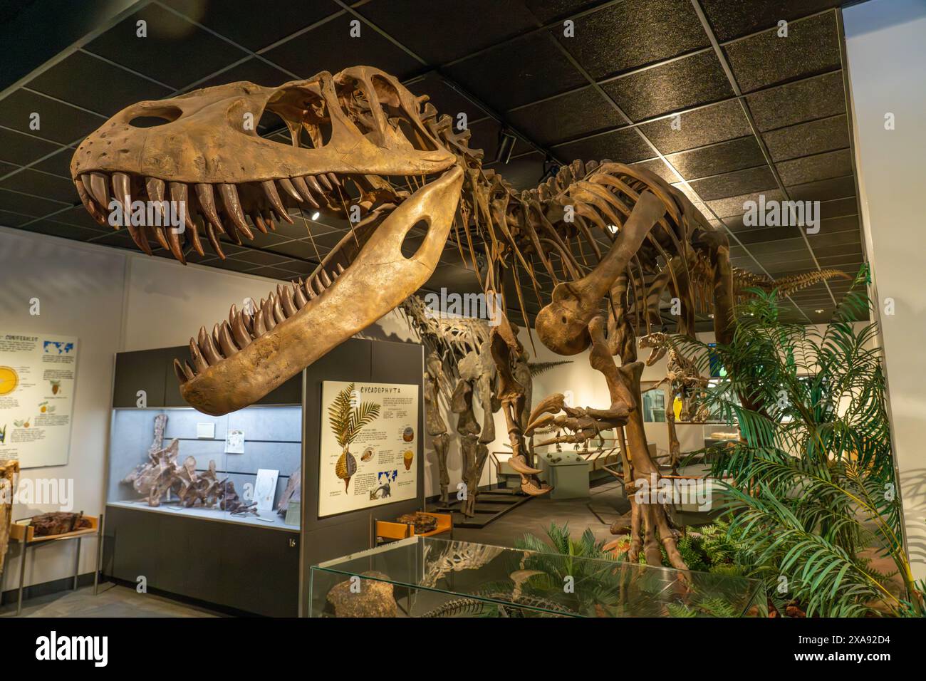 Skeleton cast of Torvosaurus tanneri, a carnivore from the Jurassic ...