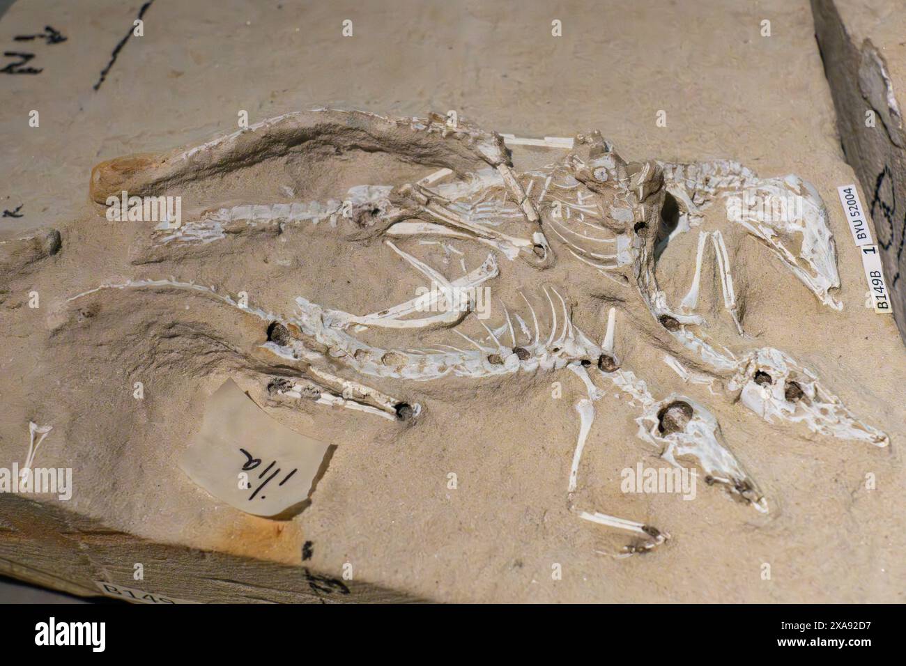 Primitive crocodylomorph hi-res stock photography and images - Alamy