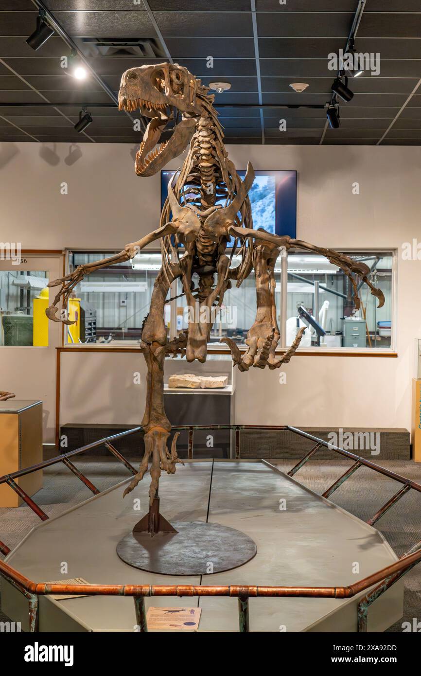 Skeleton of Utahraptor ostrommaysi, the largest of the raptors of the ...