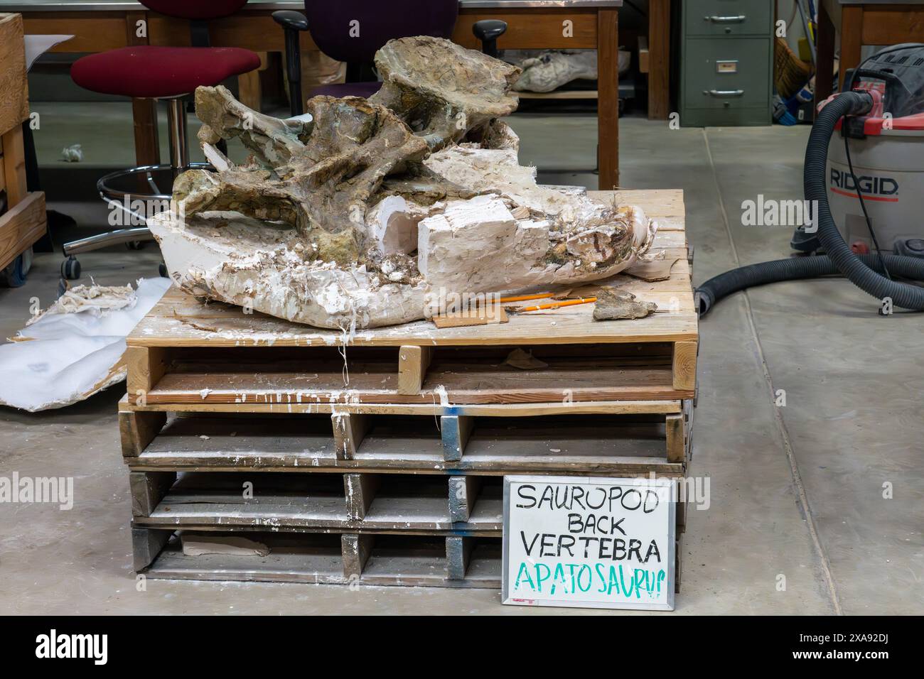 Vertebra of an Apatosaurus, a sauropod dinosaur, in the lab of the BYU ...