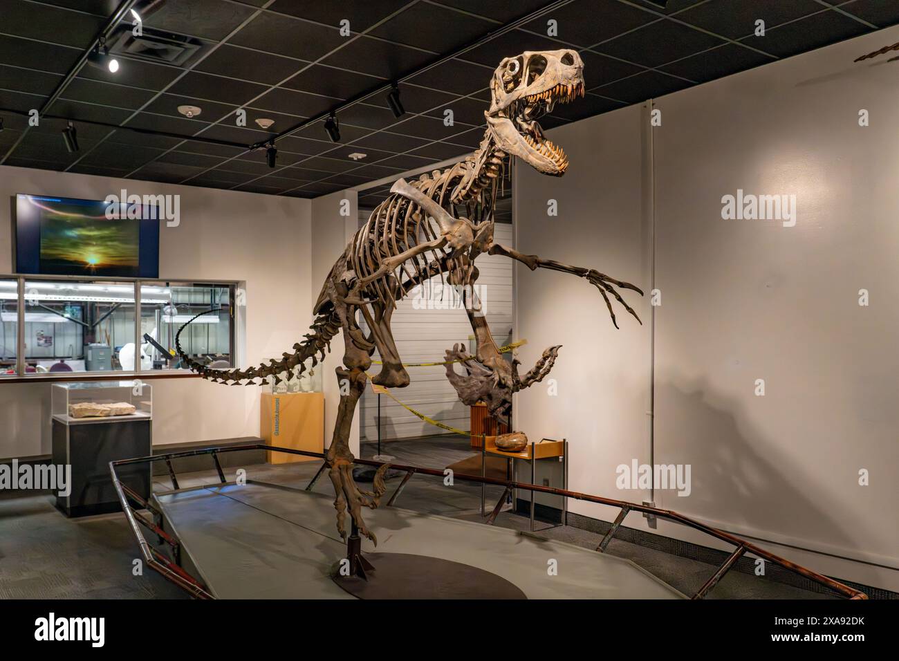 Skeleton of Utahraptor ostrommaysi, the largest of the raptors of the ...