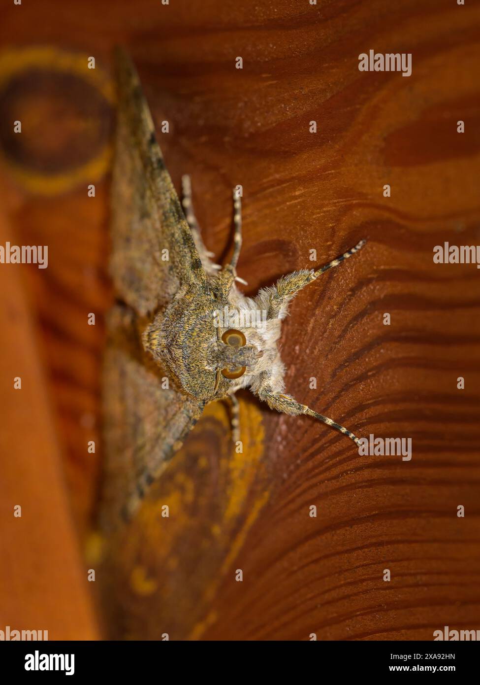 A French Red Underwing resting on wood of a shed, Austria Stock Photo ...