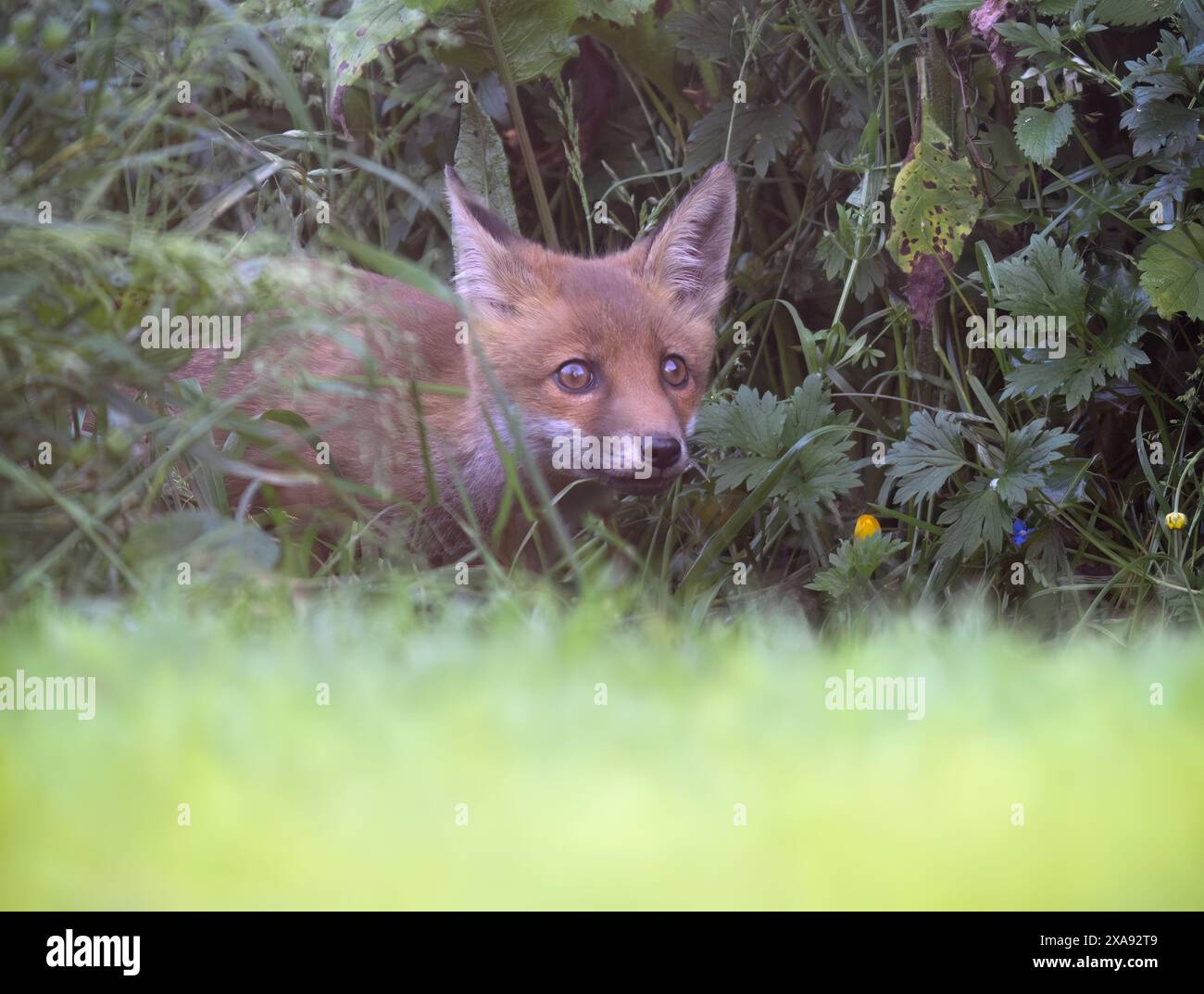 Red fox vulpes cub hi-res stock photography and images - Alamy