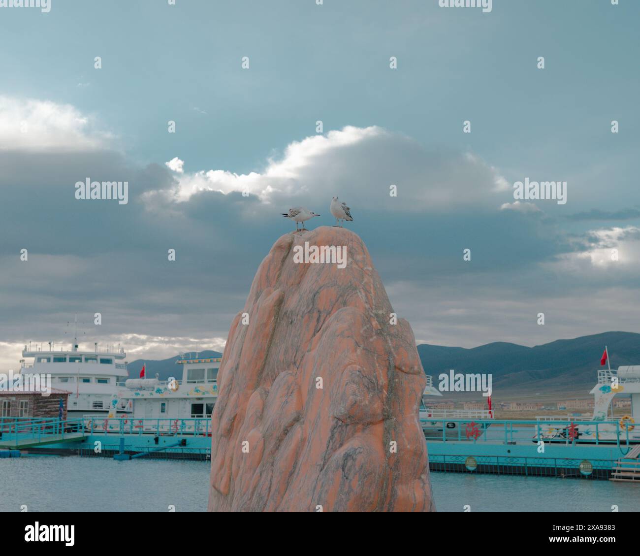 Brown-headed gull in Qinghai Lake, China Stock Photo - Alamy