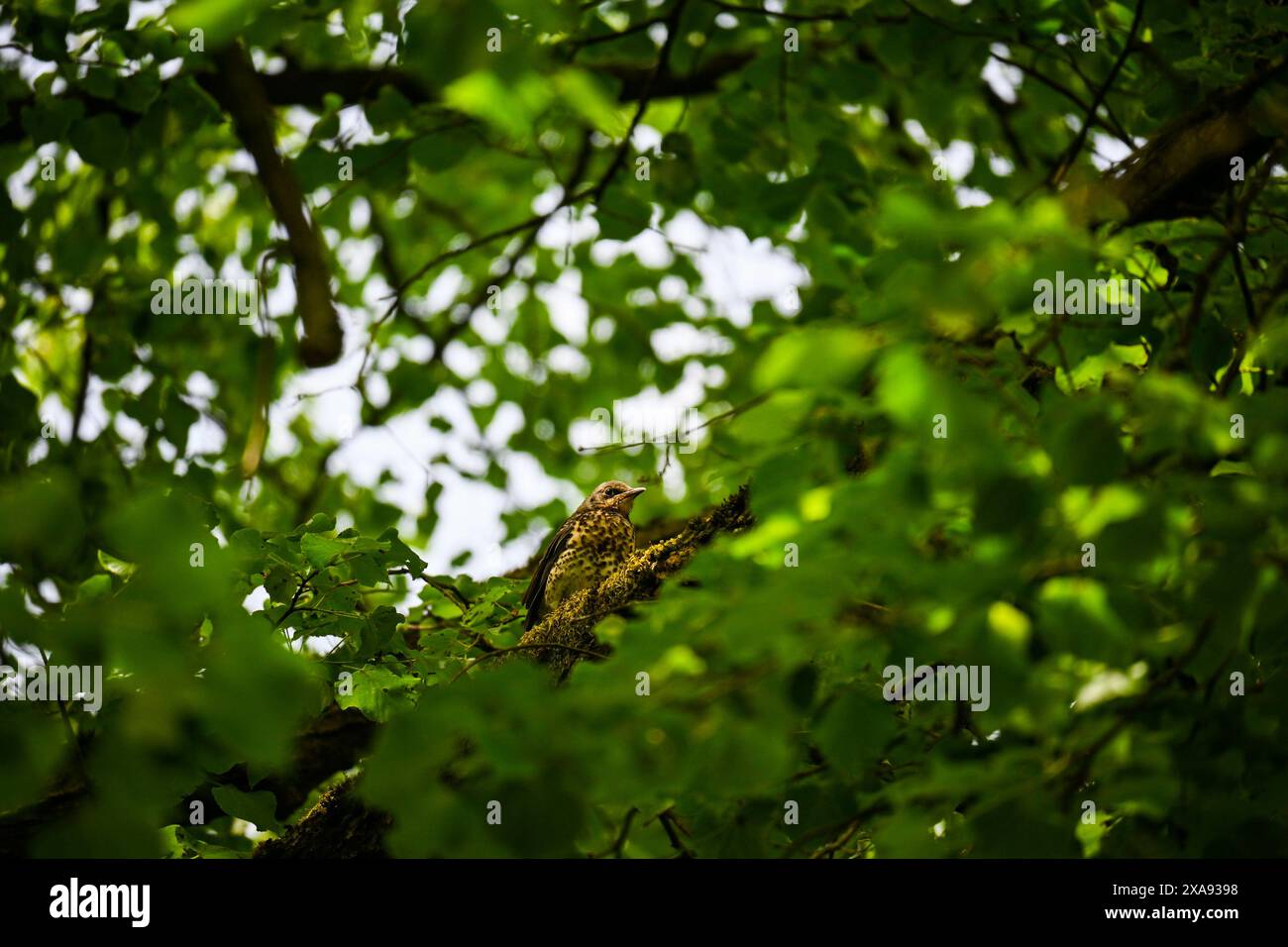 cuckoo, bird sitting on tree branches, bokeh Stock Photo - Alamy