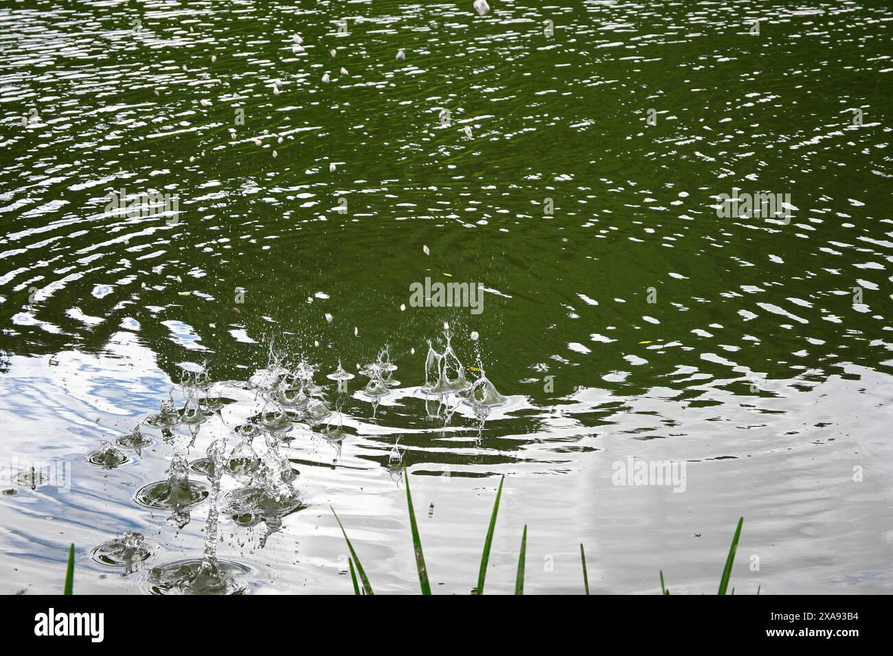 Crisp capture of water droplets creating a splash in a tranquil green ...